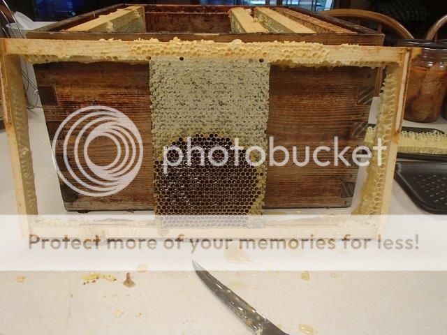 Photos of my partial sheet of foundation in deep frames -experiment | Page 4 | Beesource ...